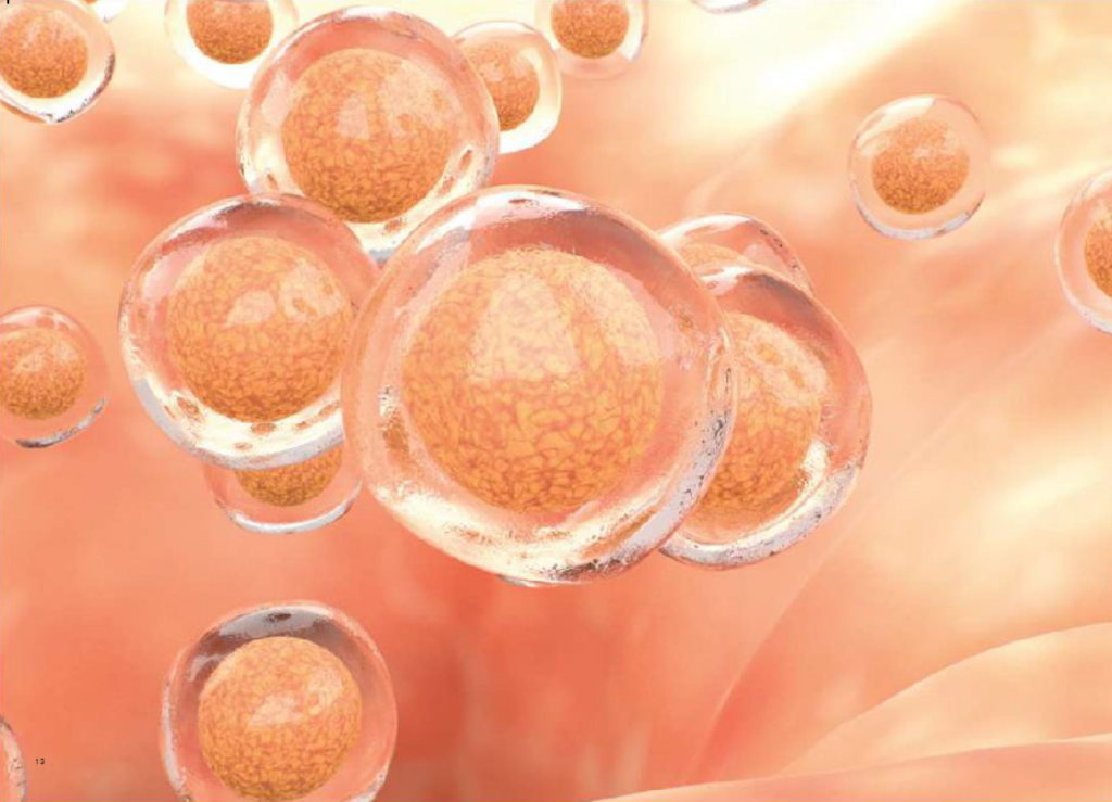 Stem cell - Seoul Guide Medical